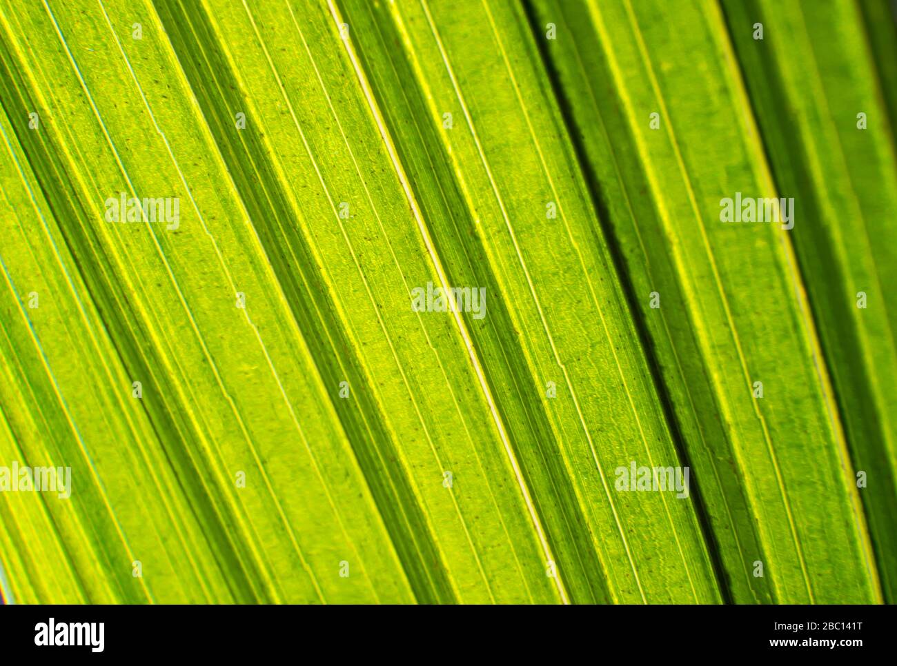 Tree leaf ecology nature hi-res stock photography and images - Alamy