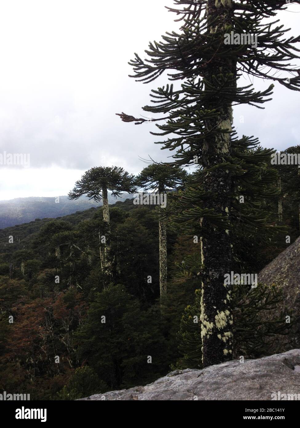 Monkey puzzle tree (Araucaria araucana) native forests at Nahuelbuta ...