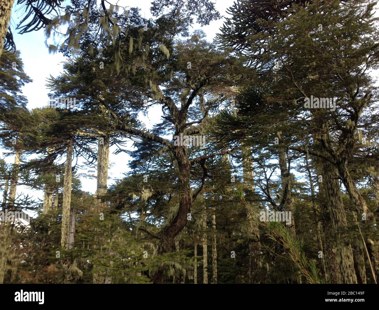 Monkey puzzle tree (Araucaria araucana) native forests at Nahuelbuta ...