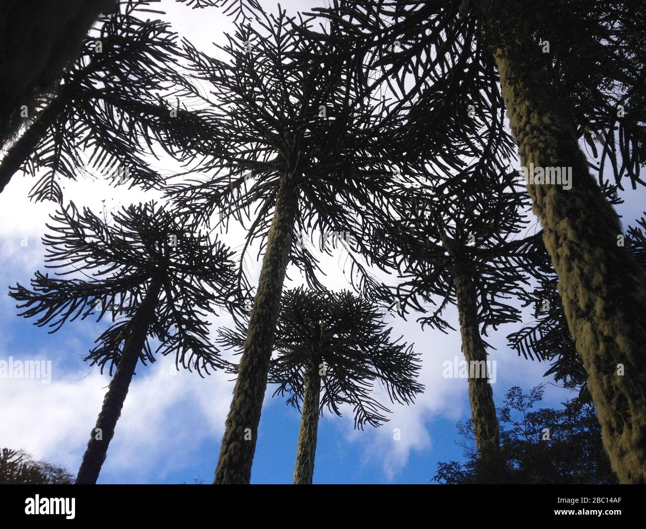 Monkey puzzle tree (Araucaria araucana) native forests at Nahuelbuta ...