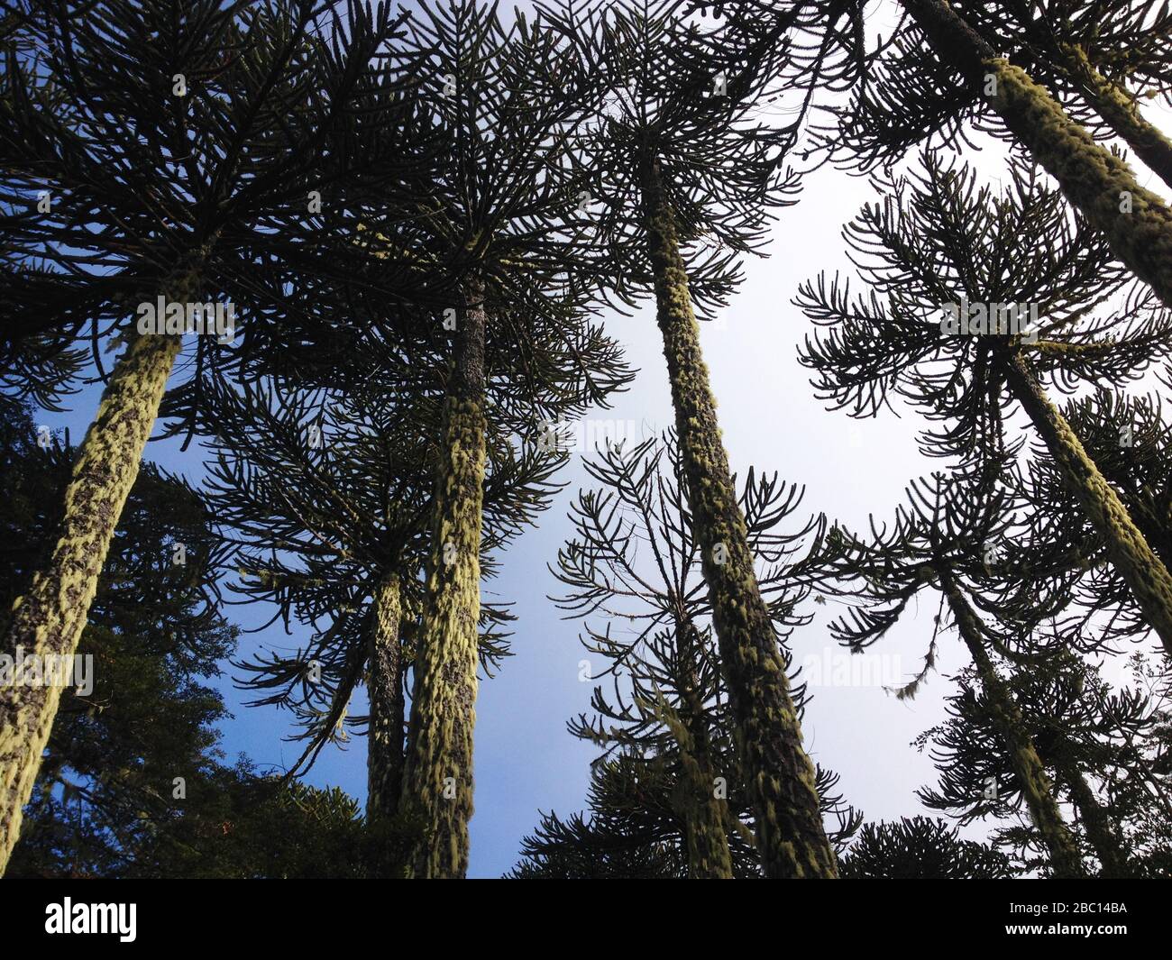 Monkey puzzle tree (Araucaria araucana) native forests at Nahuelbuta ...