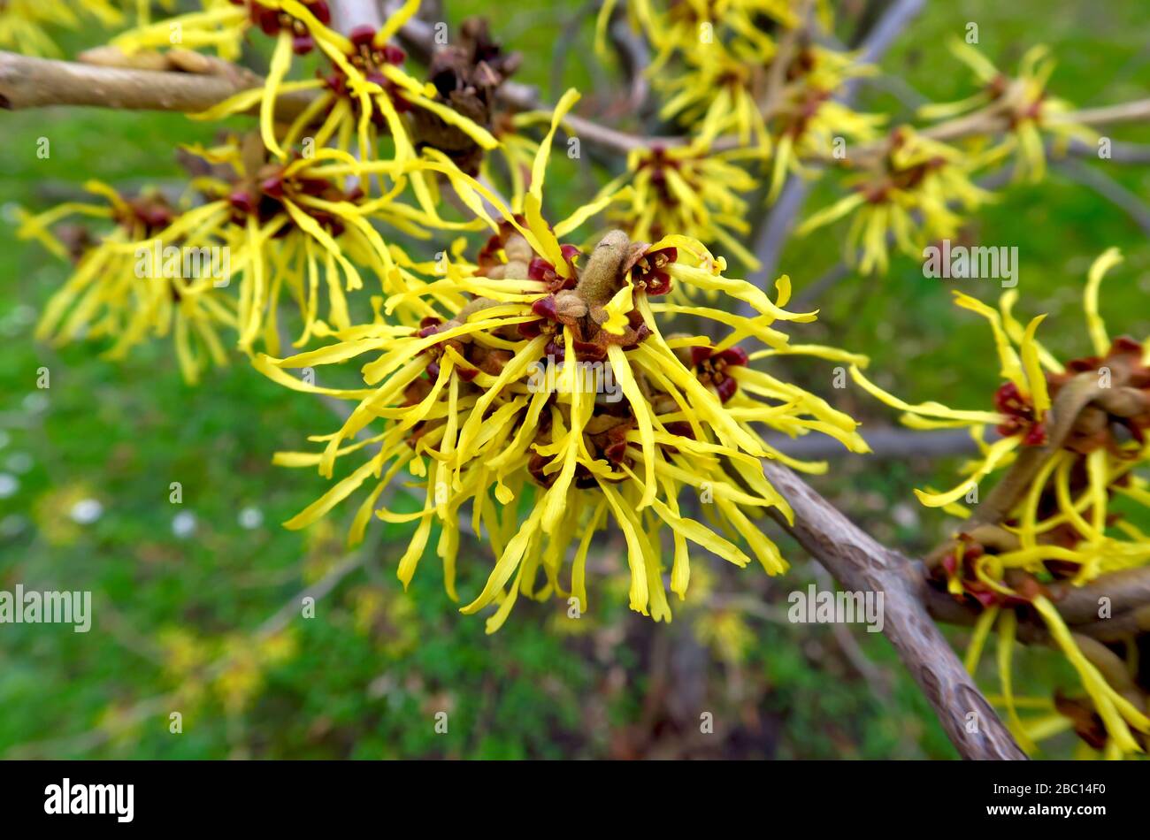Hazel germany hi-res stock photography and images - Alamy