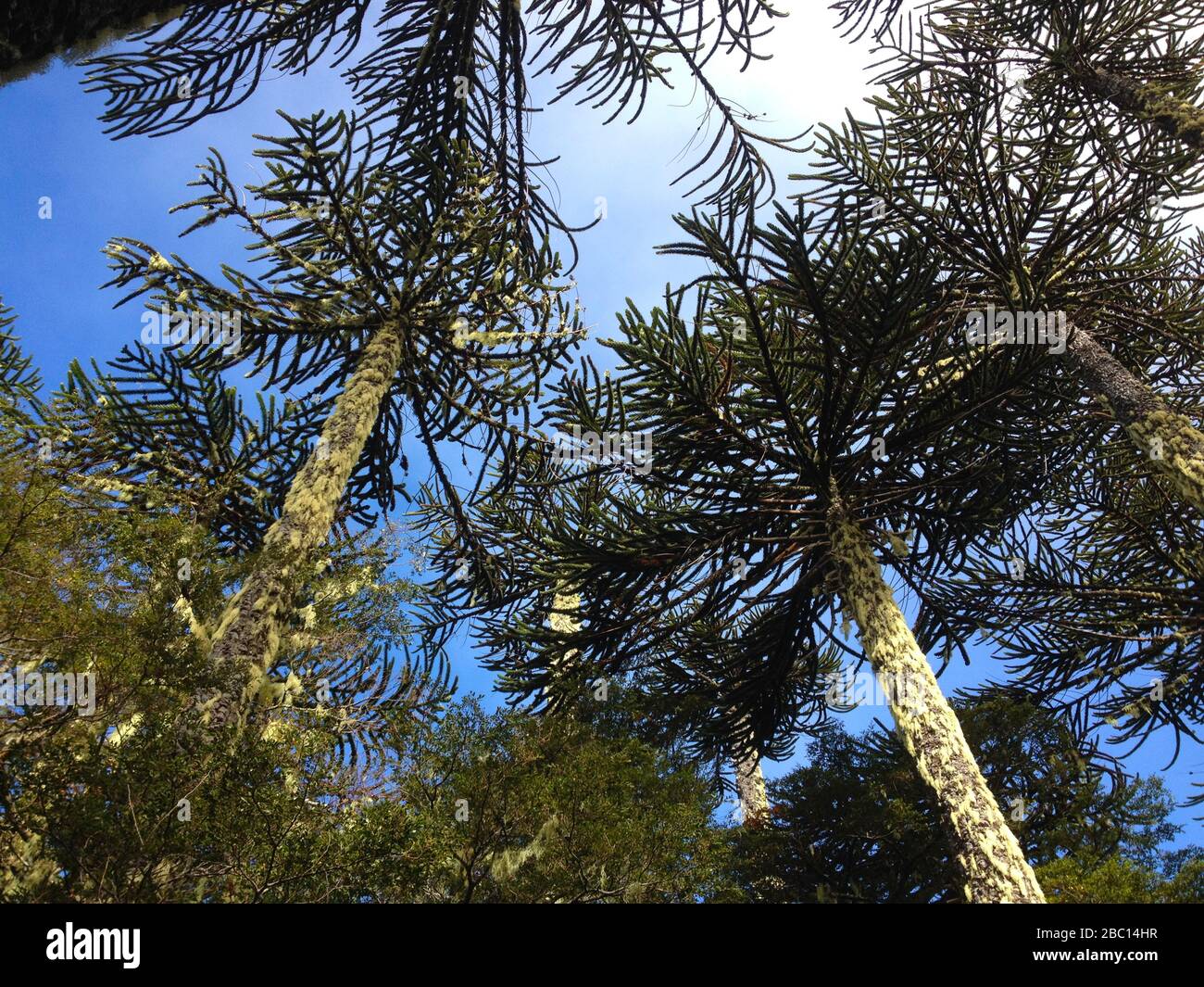 Monkey puzzle tree (Araucaria araucana) native forests at Nahuelbuta ...