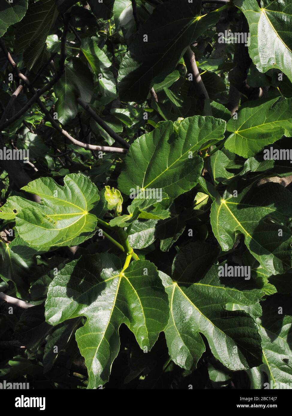 Common fig tree hi-res stock photography and images - Alamy
