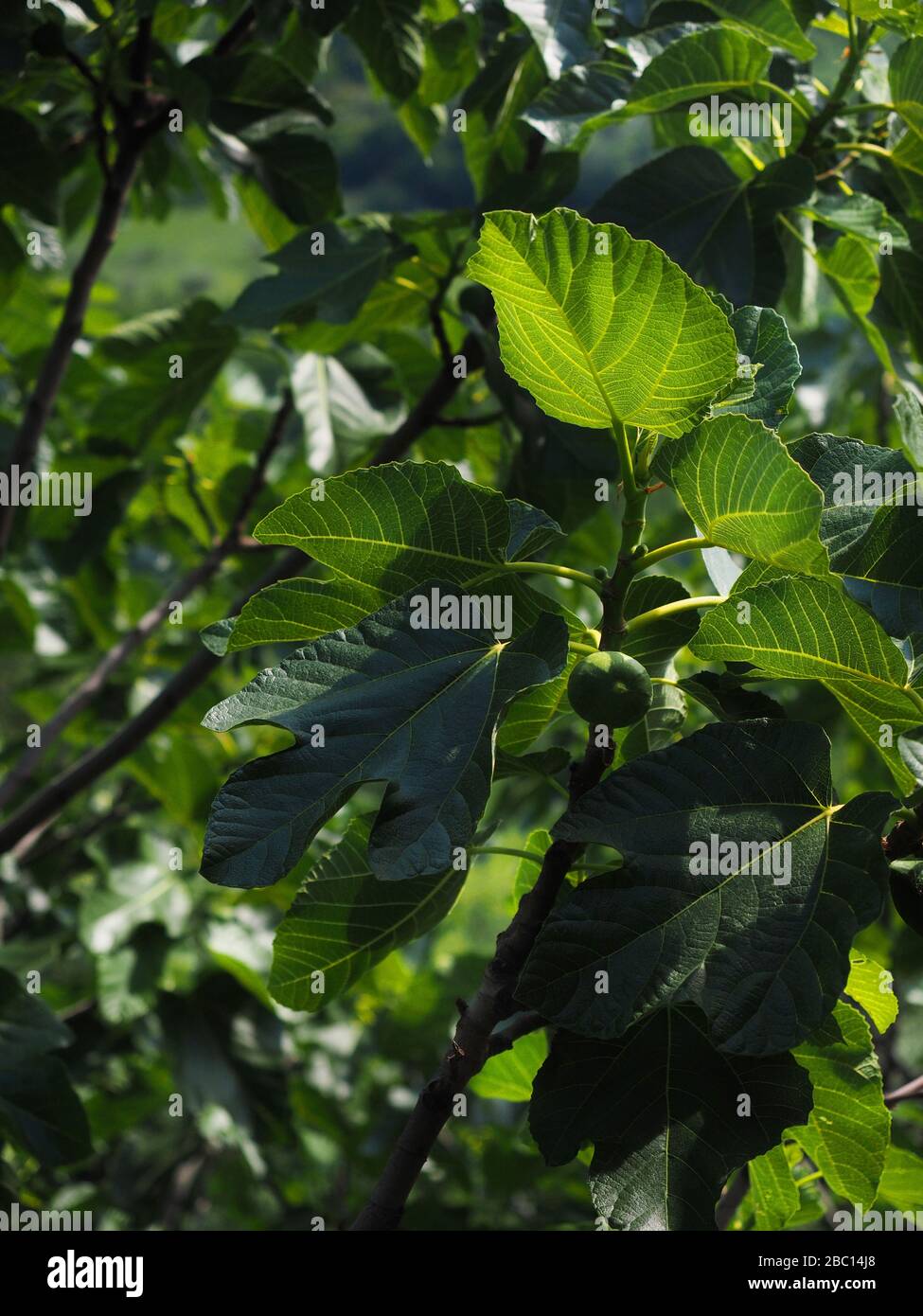 Common fig tree hi-res stock photography and images - Alamy