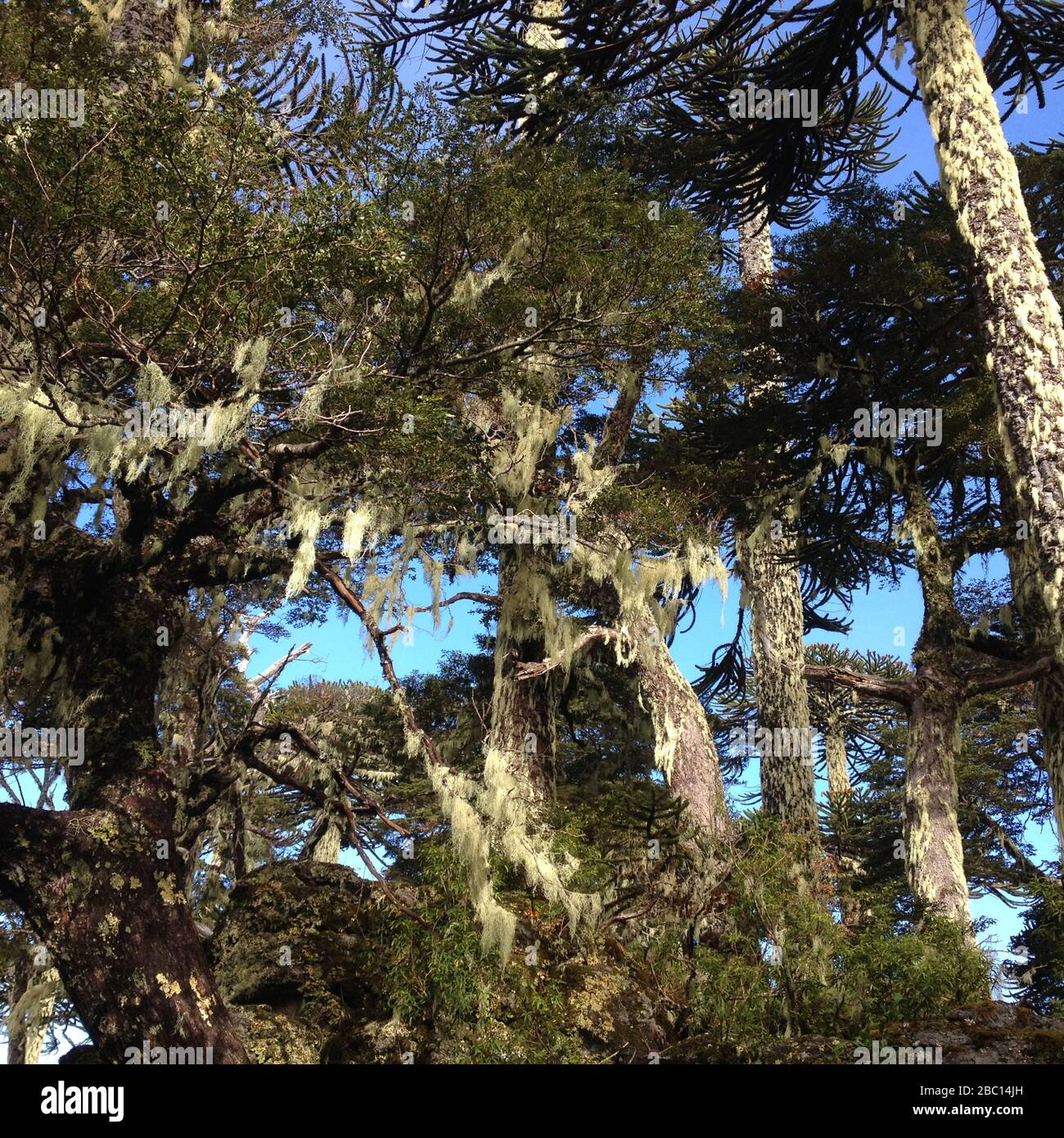 Monkey puzzle tree (Araucaria araucana) native forests at Nahuelbuta ...