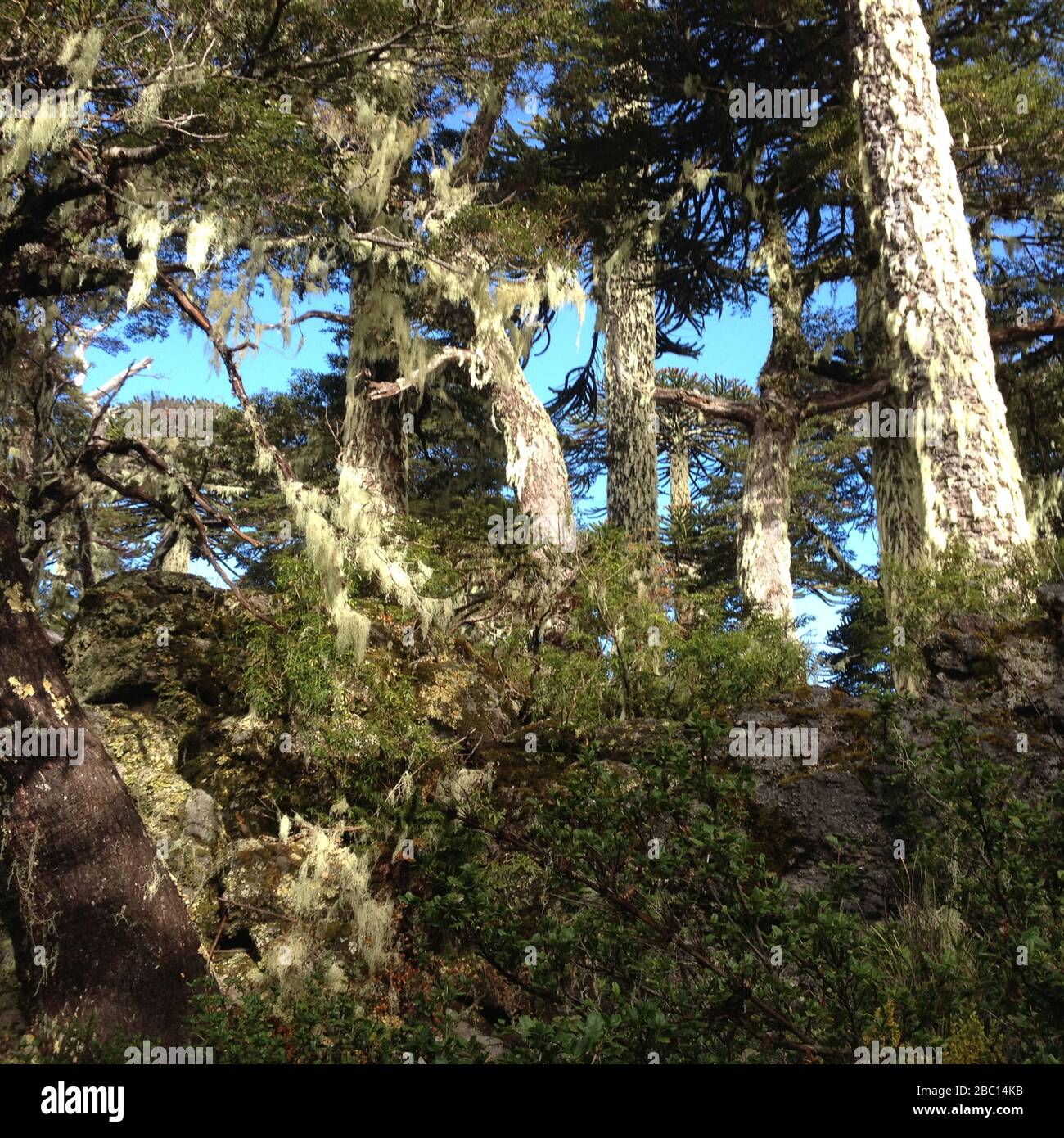 Monkey puzzle tree (Araucaria araucana) native forests at Nahuelbuta ...