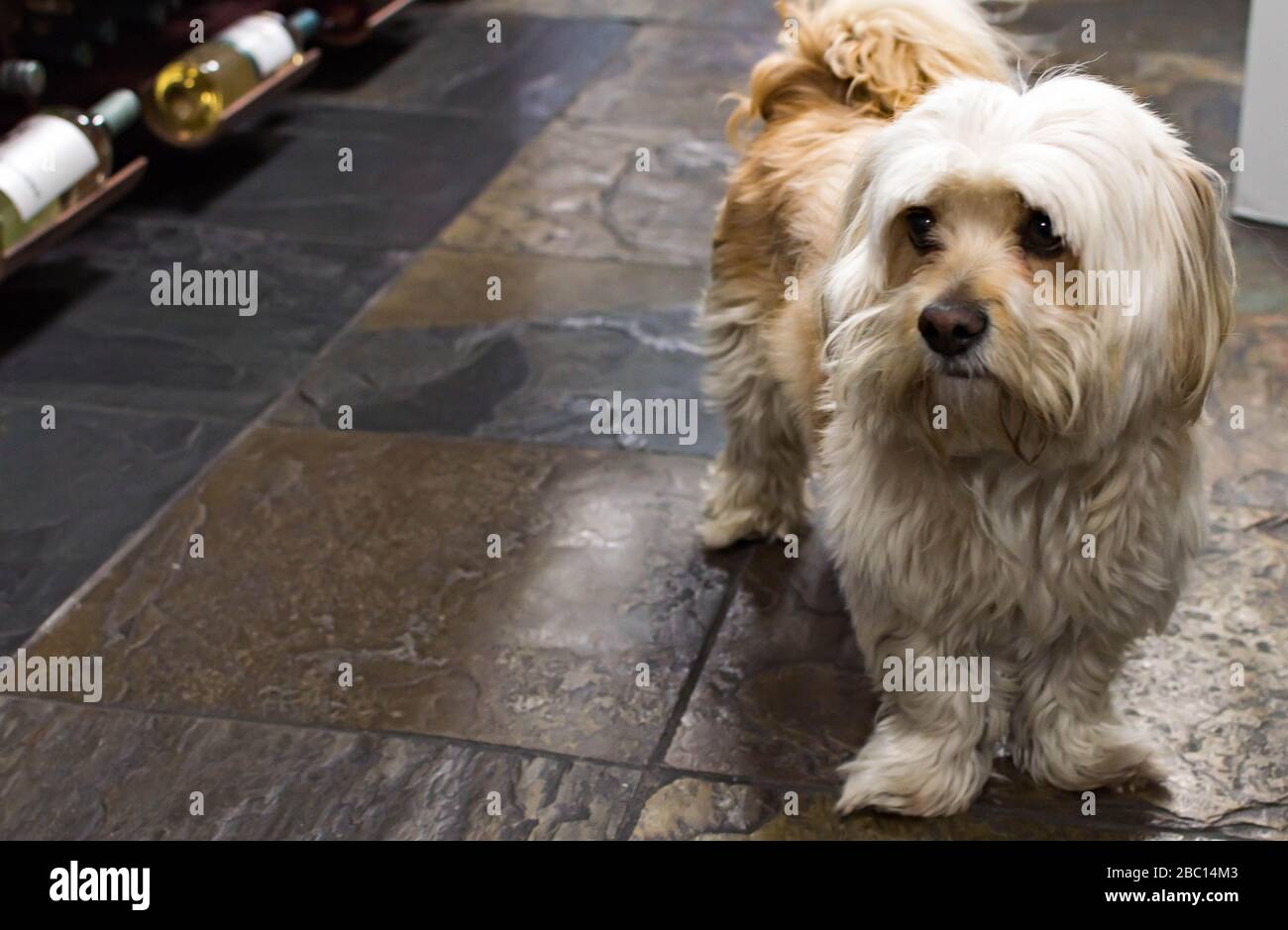 Cute Havanese dog while staring at something. Havanese is the national ...