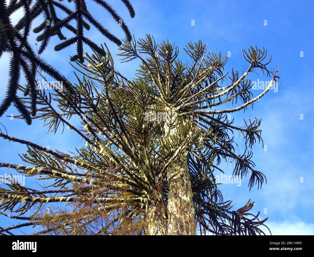 Monkey puzzle tree (Araucaria araucana) native forests at Nahuelbuta ...