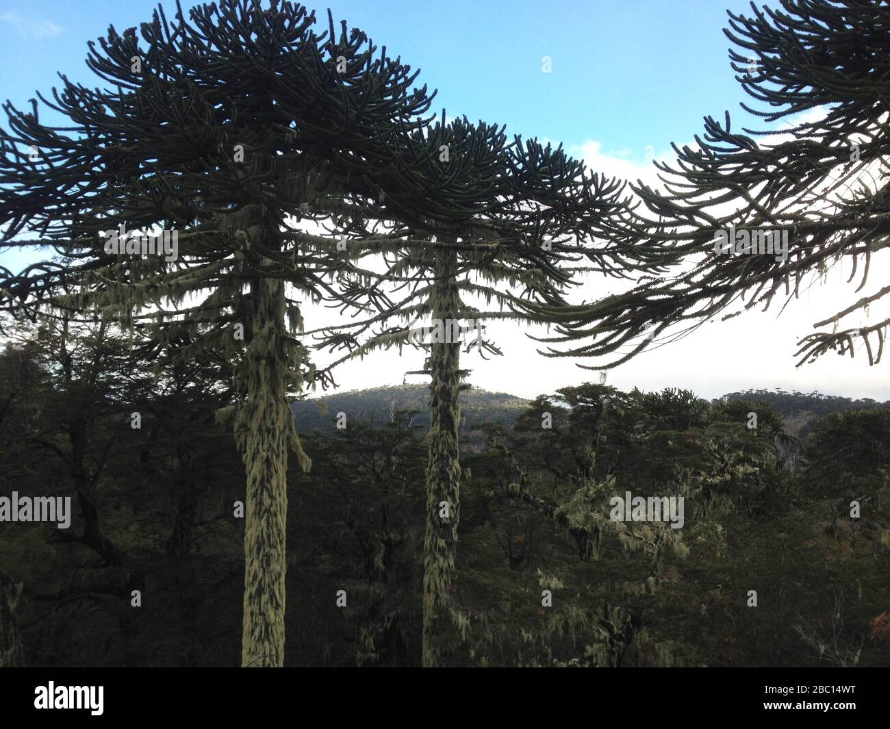 Monkey puzzle tree (Araucaria araucana) native forests at Nahuelbuta ...