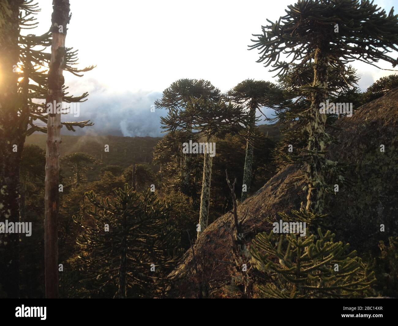 Monkey puzzle tree (Araucaria araucana) native forests at Nahuelbuta ...