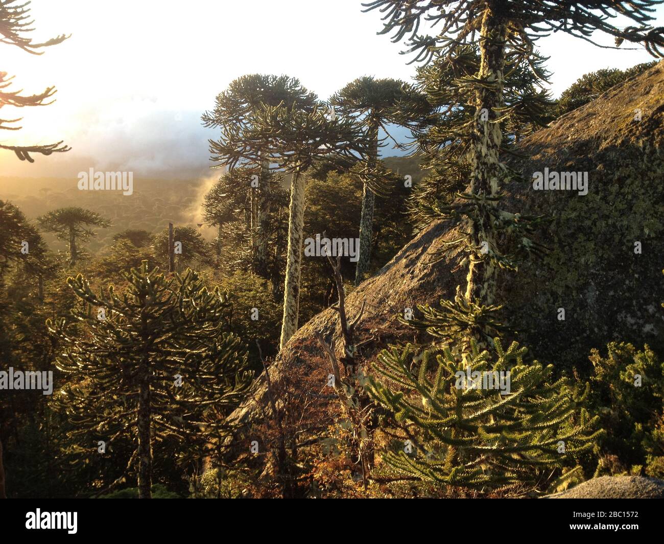 Monkey puzzle tree (Araucaria araucana) native forests at Nahuelbuta ...