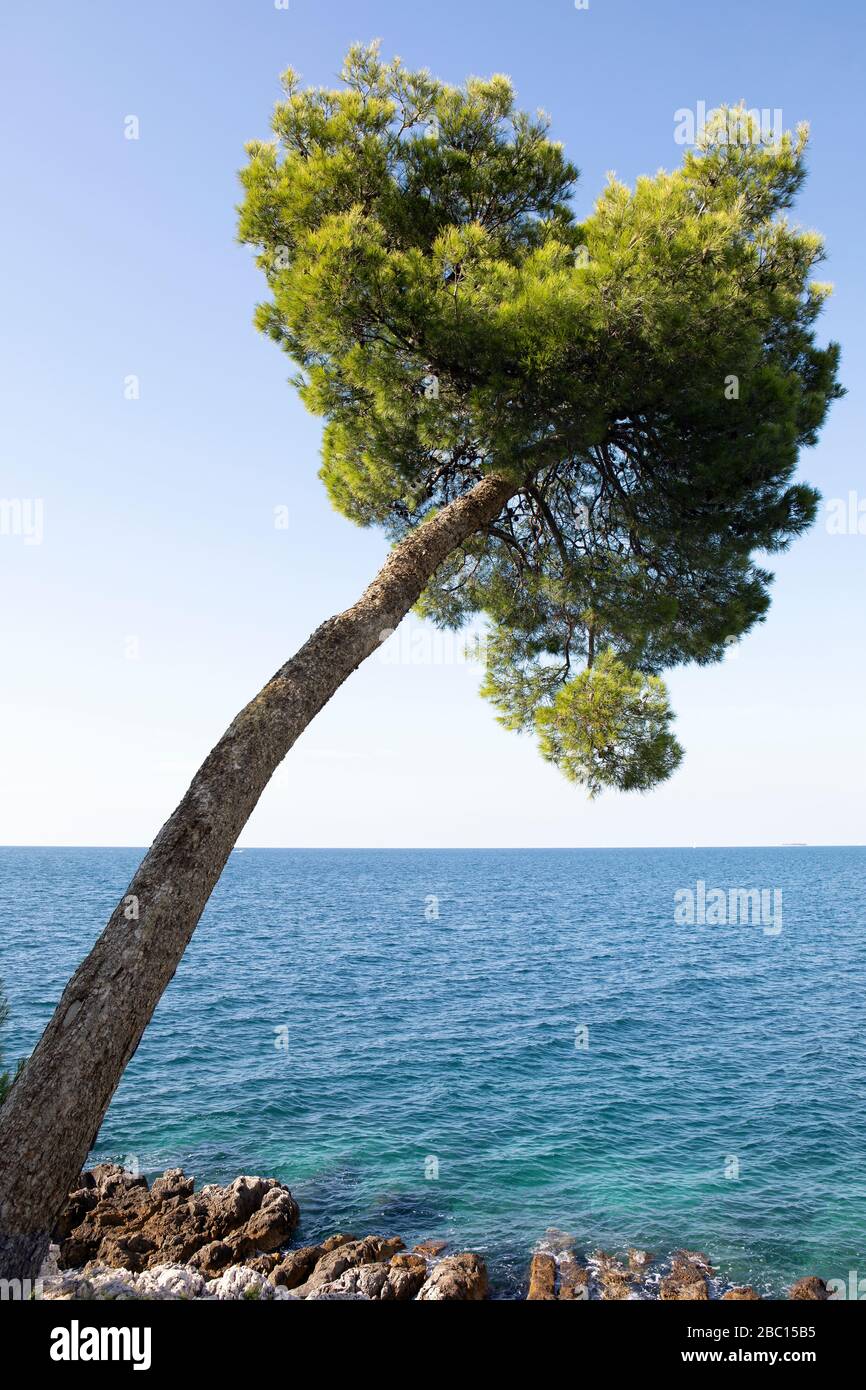 Bent pine tree hi-res stock photography and images - Alamy