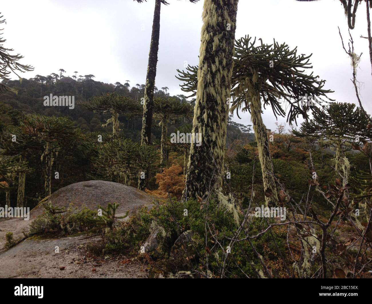 Monkey puzzle tree (Araucaria araucana) native forests at Nahuelbuta ...