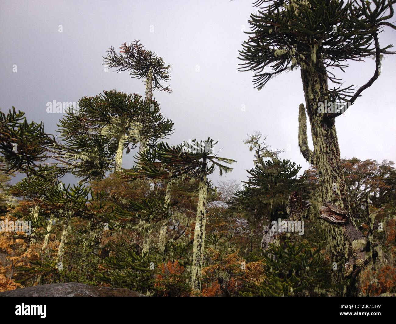 Monkey puzzle tree (Araucaria araucana) native forests at Nahuelbuta ...