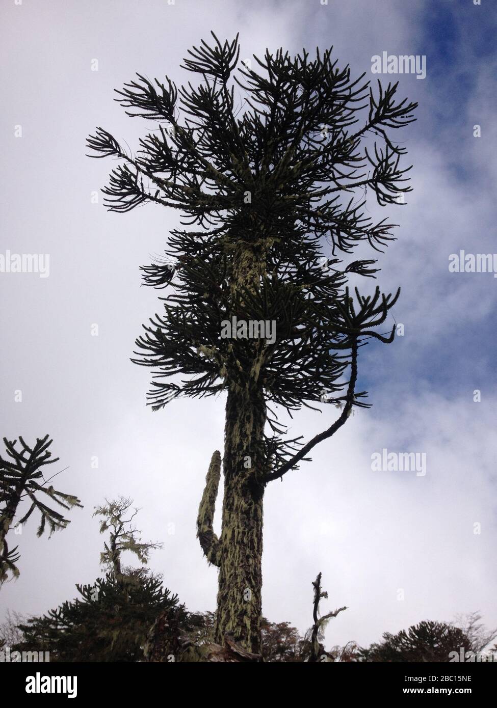 Monkey puzzle tree (Araucaria araucana) native forests at Nahuelbuta ...