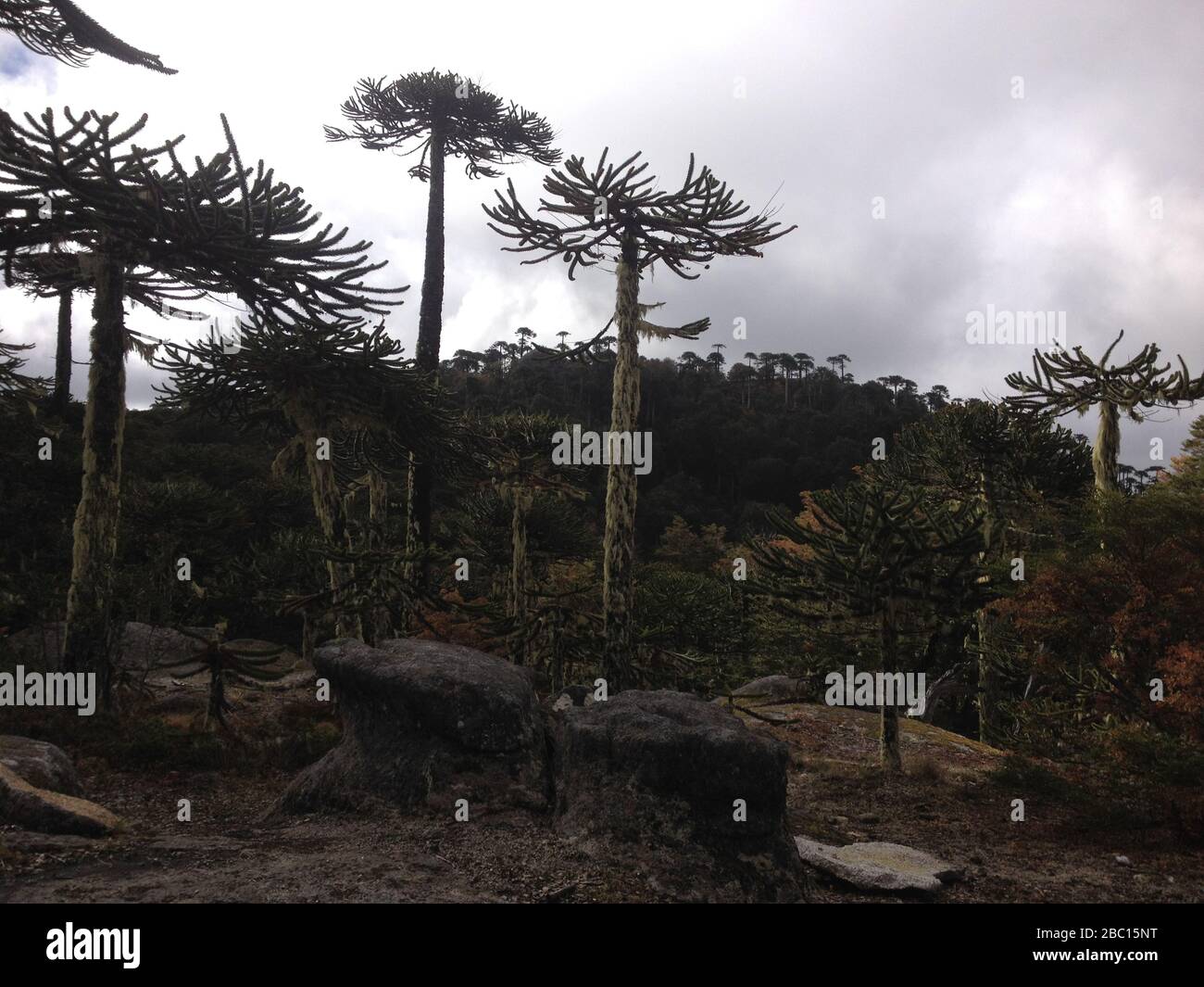 Monkey puzzle tree (Araucaria araucana) native forests at Nahuelbuta ...