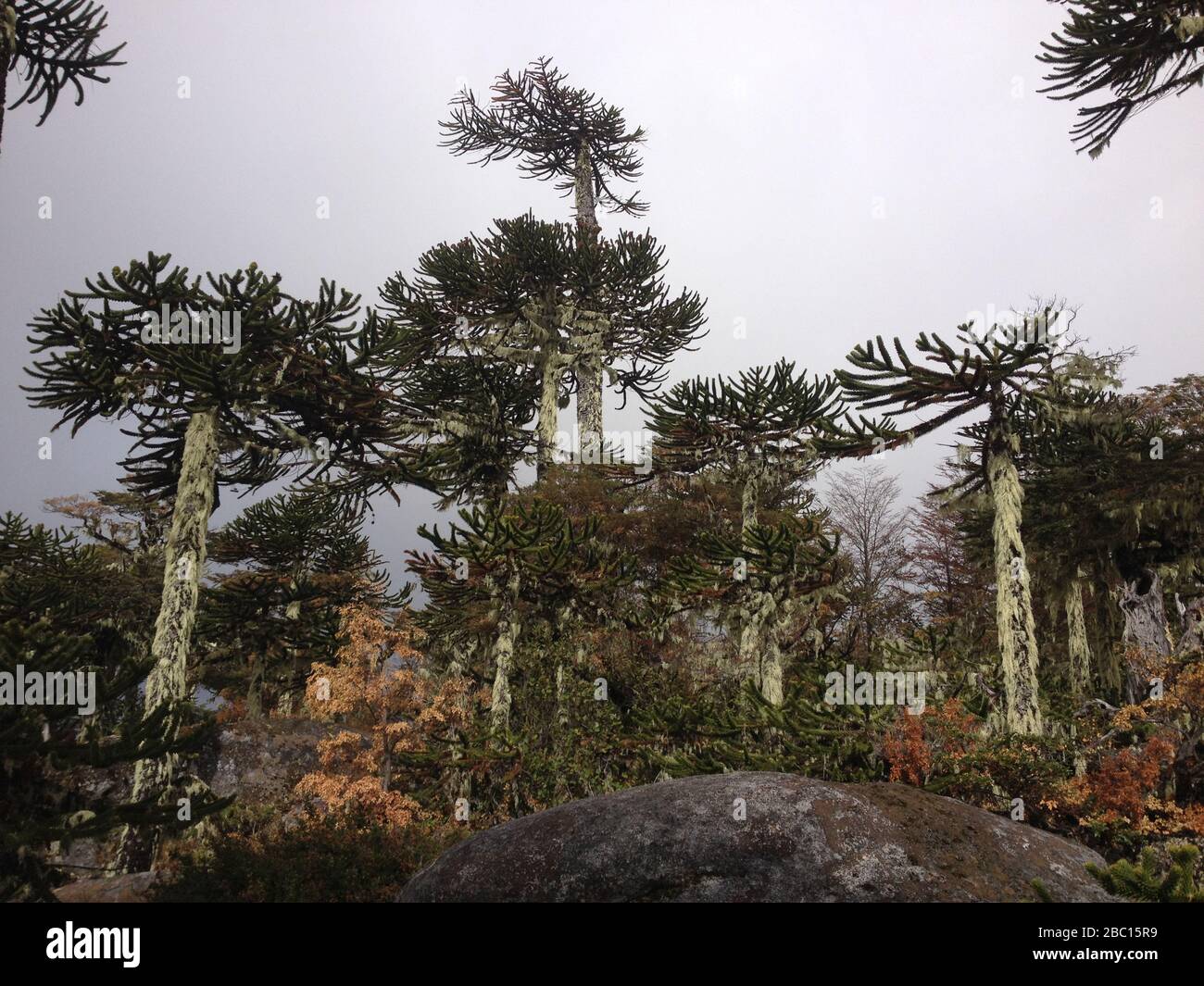 Monkey puzzle tree (Araucaria araucana) native forests at Nahuelbuta ...