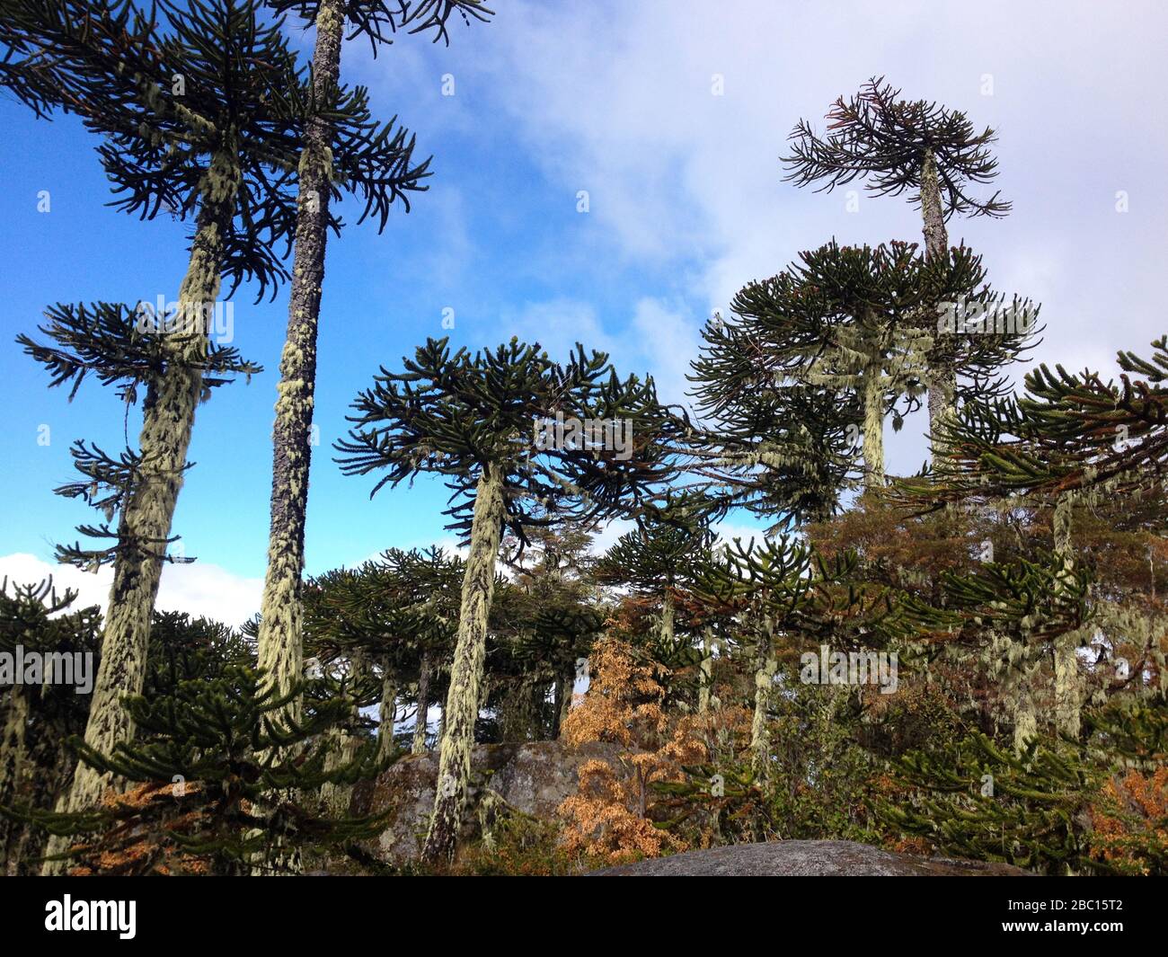 Monkey puzzle tree (Araucaria araucana) native forests at Nahuelbuta ...