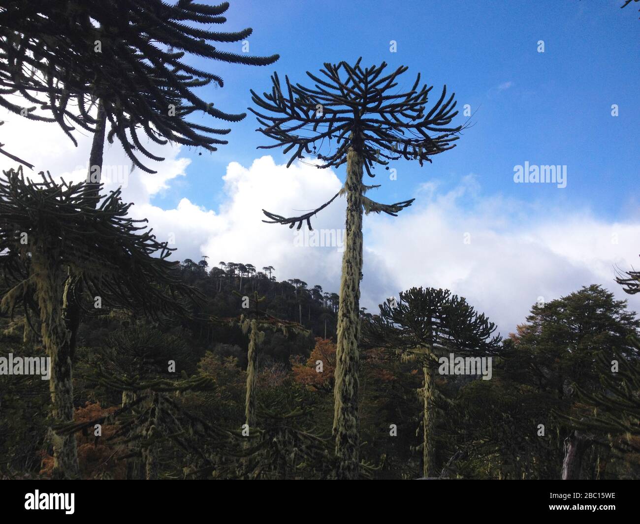 Monkey puzzle tree (Araucaria araucana) native forests at Nahuelbuta ...