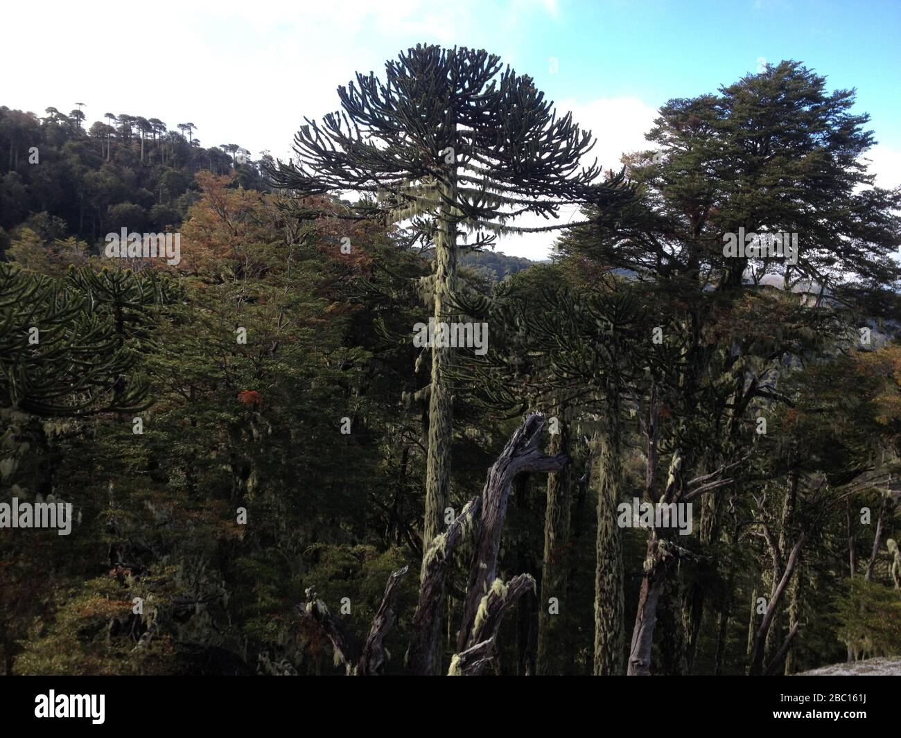 Monkey puzzle tree (Araucaria araucana) native forests at Nahuelbuta ...