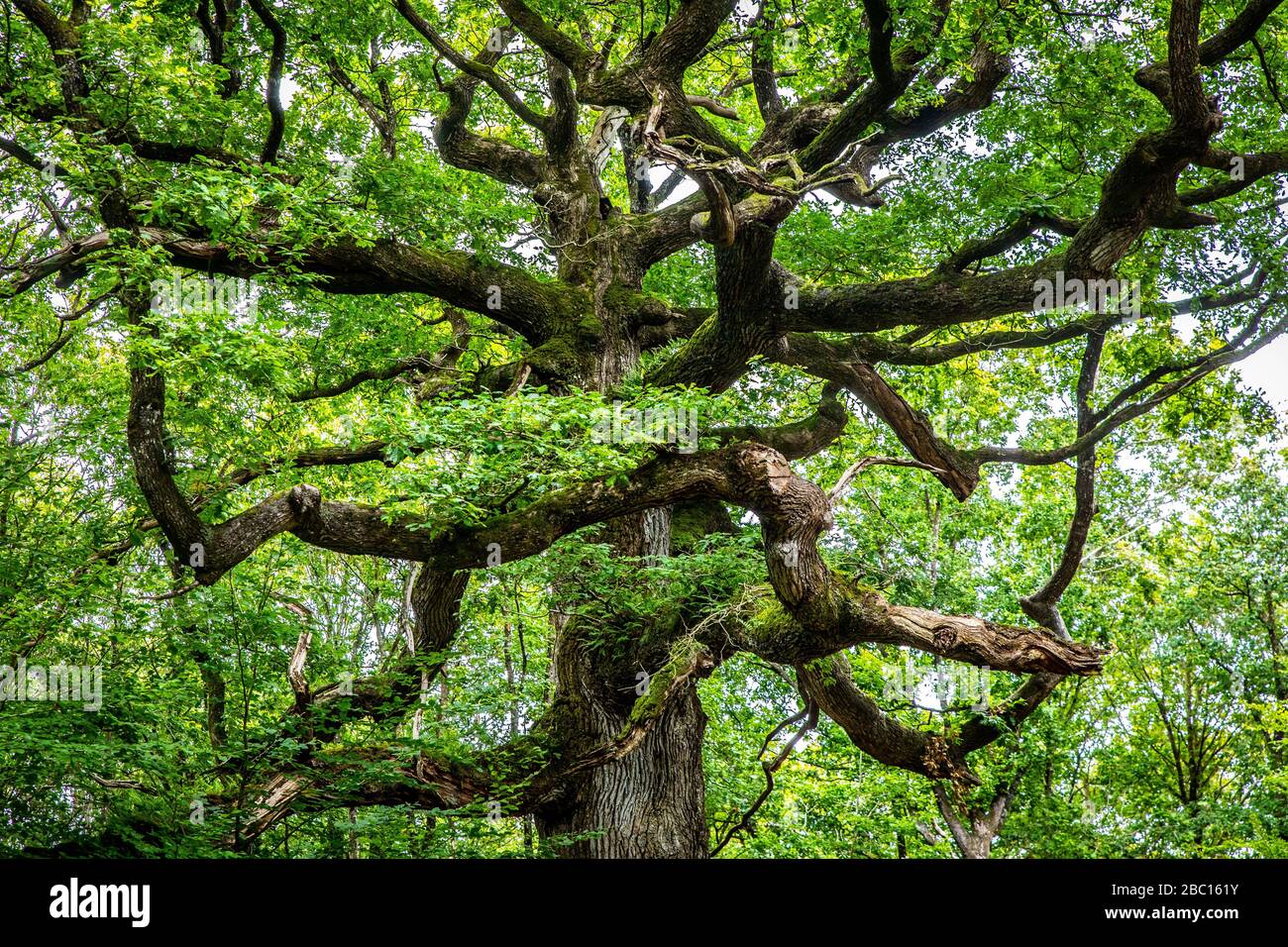 Broceliande tree hi-res stock photography and images - Alamy