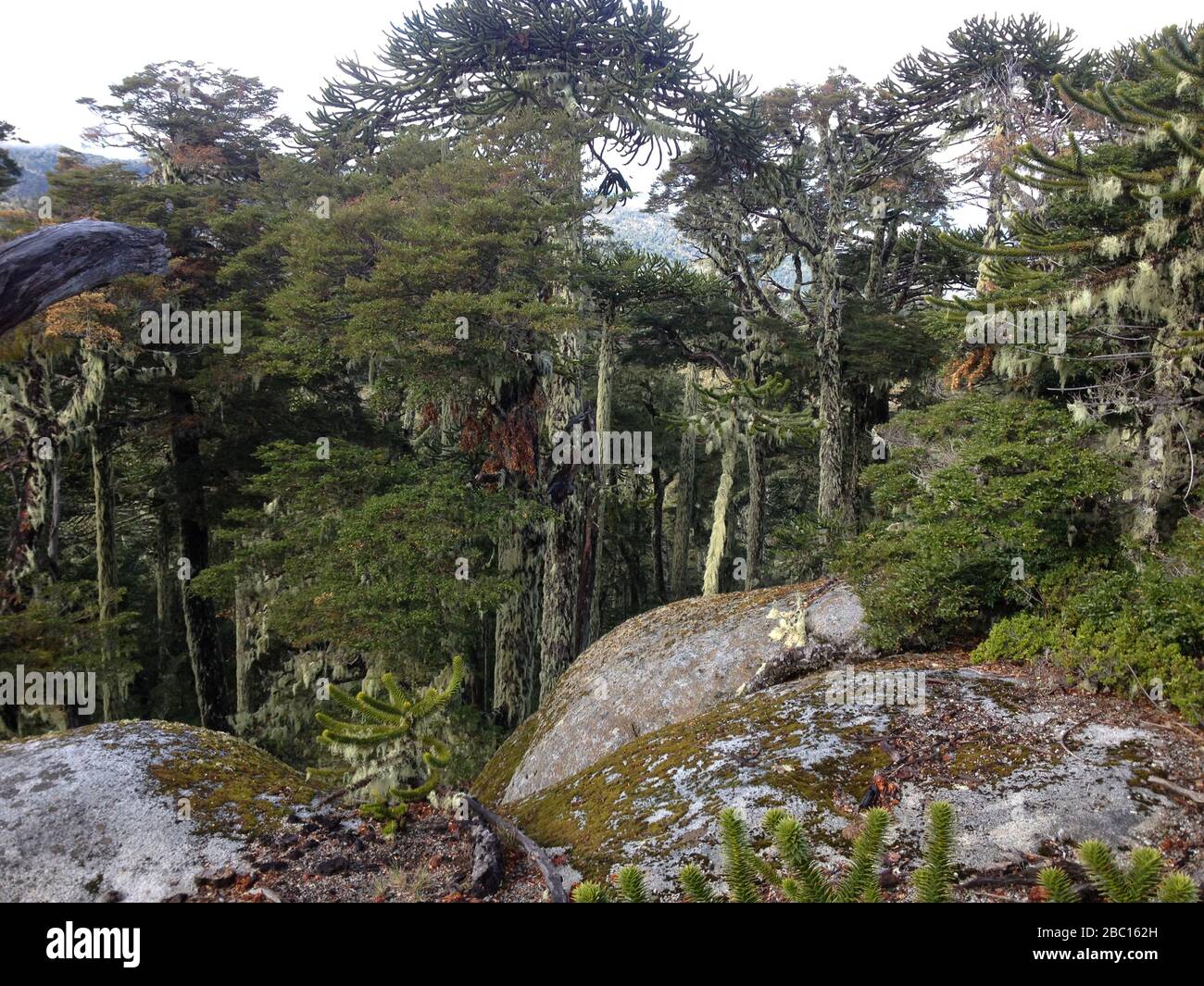Monkey puzzle tree (Araucaria araucana) native forests at Nahuelbuta ...