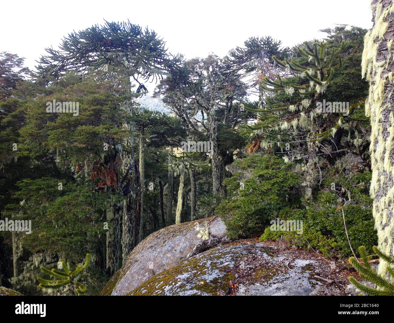 Monkey puzzle tree (Araucaria araucana) native forests at Nahuelbuta ...