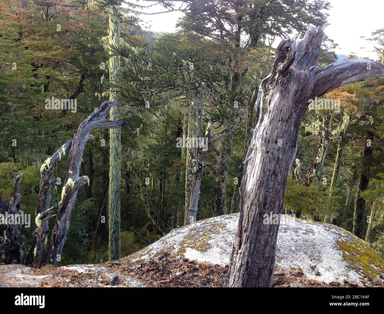 Monkey puzzle tree (Araucaria araucana) native forests at Nahuelbuta ...