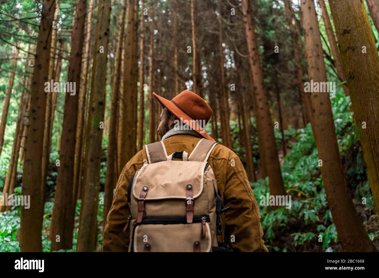 Man standing in forest surrounded by trees, Sao Miguel Island, Azores ...