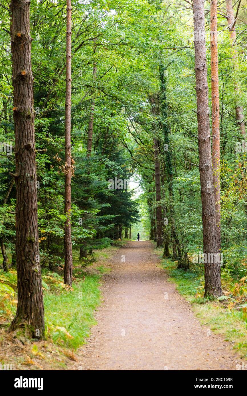 FOREST OF BROCELIANDE, PAIMPONT (35), BRITTANY, FRANCE Stock Photo - Alamy