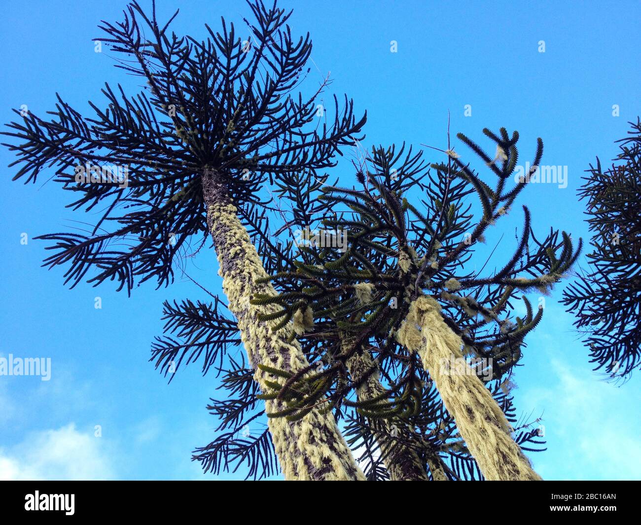 Monkey puzzle tree (Araucaria araucana) native forests at Nahuelbuta ...