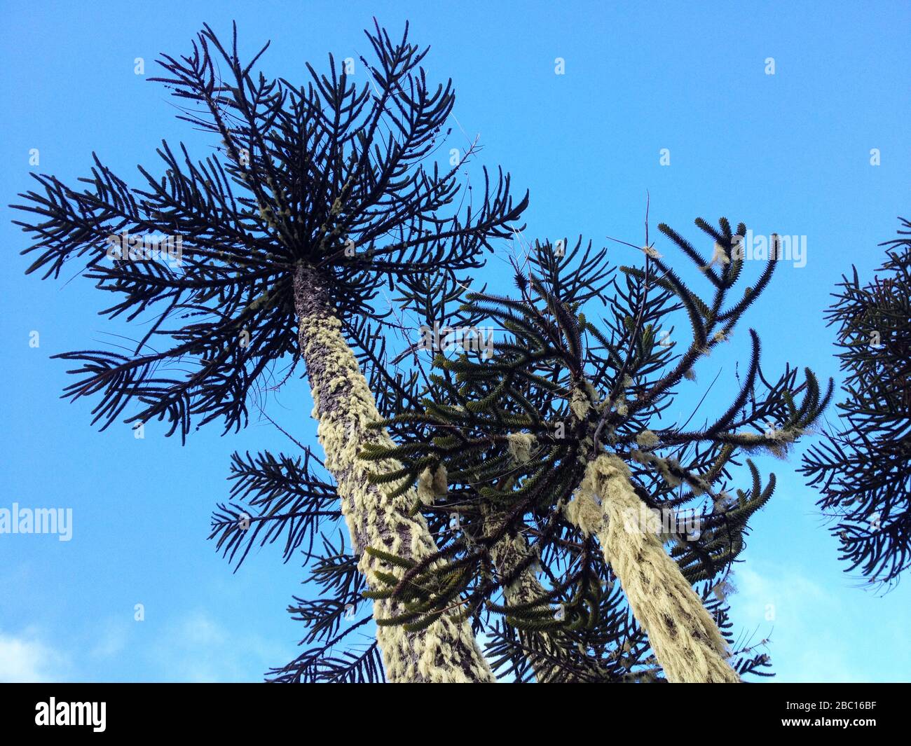Monkey puzzle tree (Araucaria araucana) native forests at Nahuelbuta ...