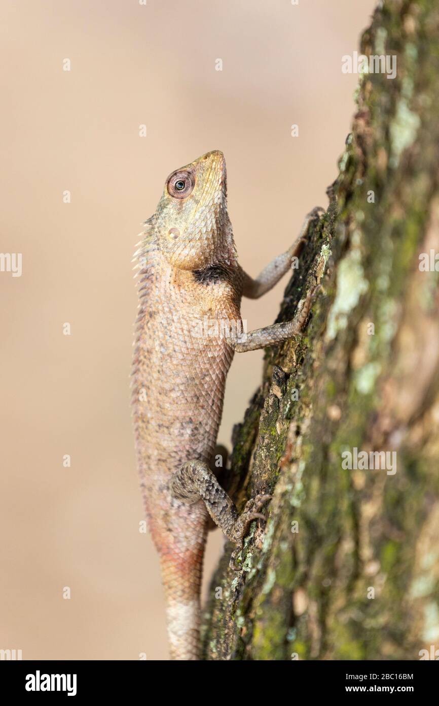Calotes lizard climbing a tree trunk in Galle, Sri Lanka Stock Photo ...