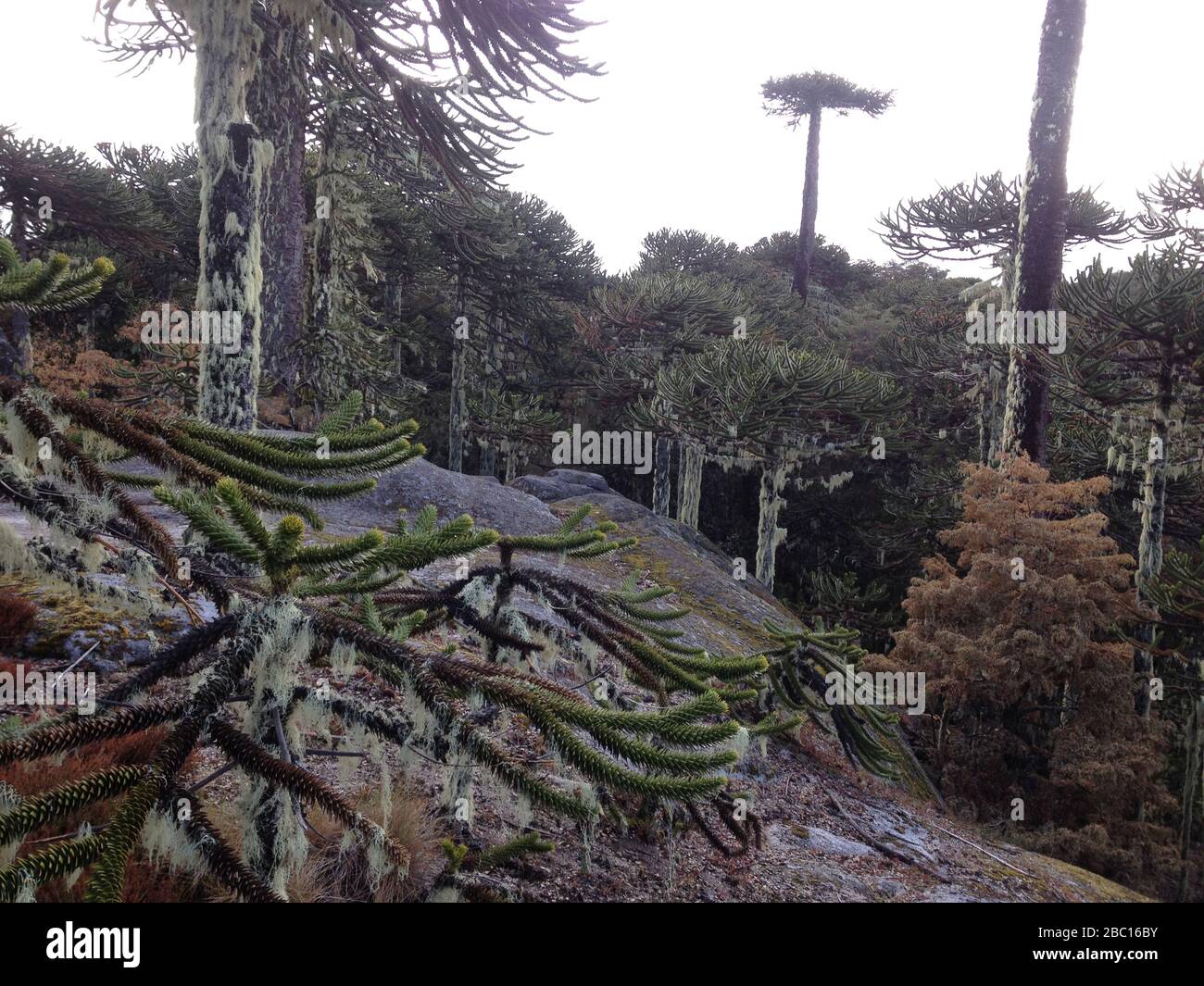 Monkey puzzle tree (Araucaria araucana) native forests at Nahuelbuta ...