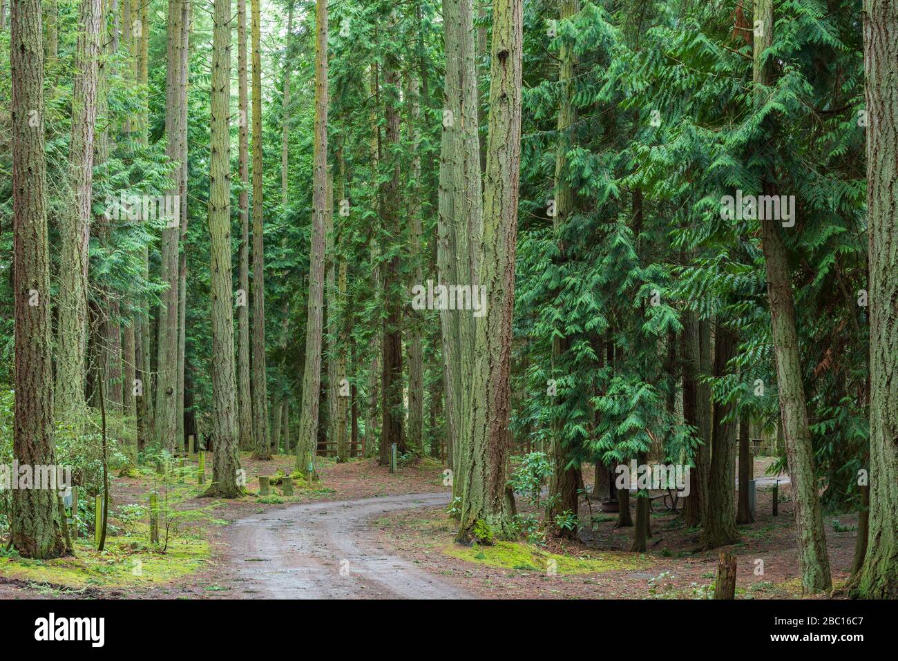 Landscape of path in a moss-covered forest at Washington Park in ...
