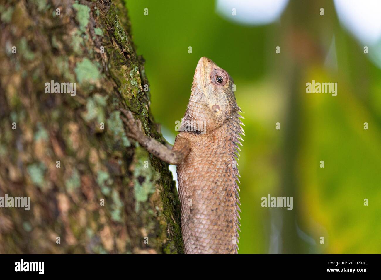 Tree climbing lizard hi-res stock photography and images - Alamy