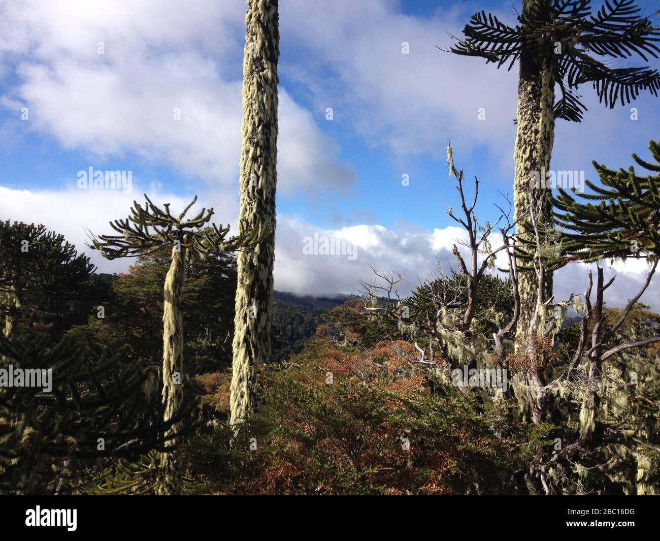 Monkey puzzle tree (Araucaria araucana) native forests at Nahuelbuta ...