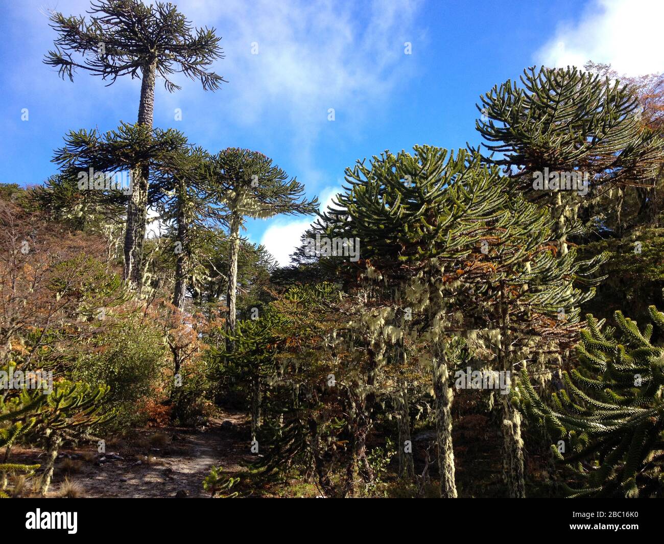 Monkey puzzle tree (Araucaria araucana) native forests at Nahuelbuta ...