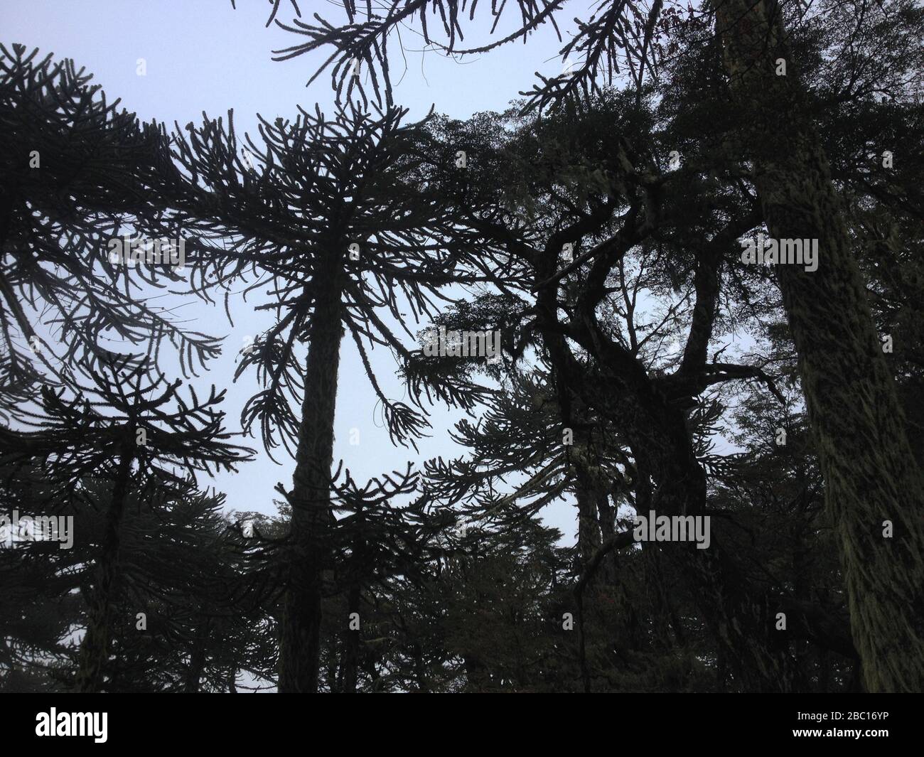 Monkey puzzle tree (Araucaria araucana) native forests at Nahuelbuta ...