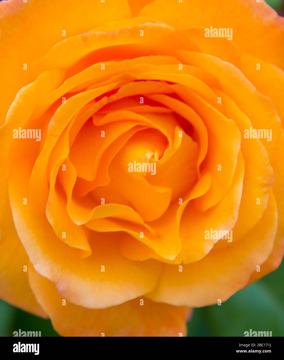 Beautiful vertical view orange hi-res stock photography and images - Alamy