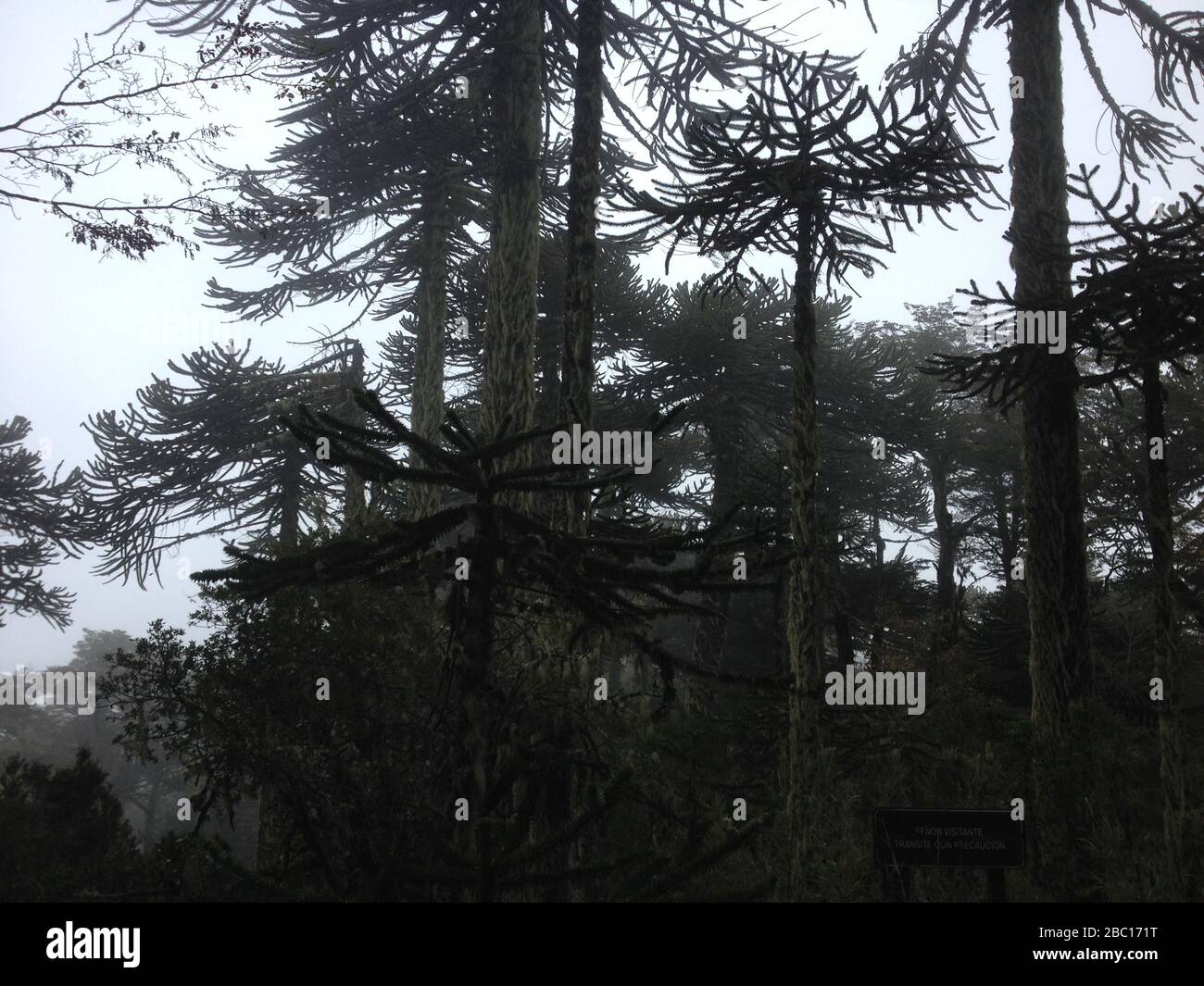 Monkey puzzle tree (Araucaria araucana) native forests at Nahuelbuta ...