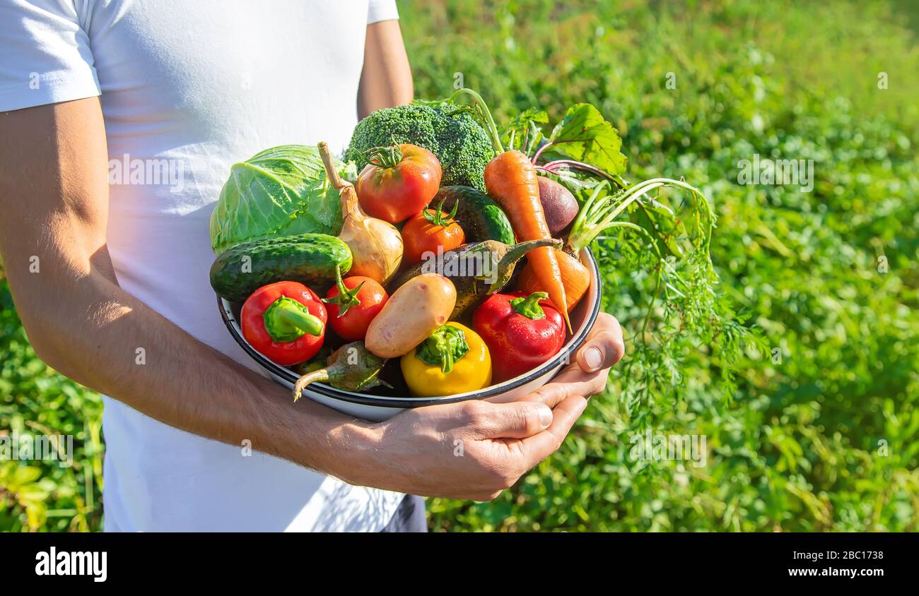 Man farmer with homemade vegetables in his hands. Selective focus ...