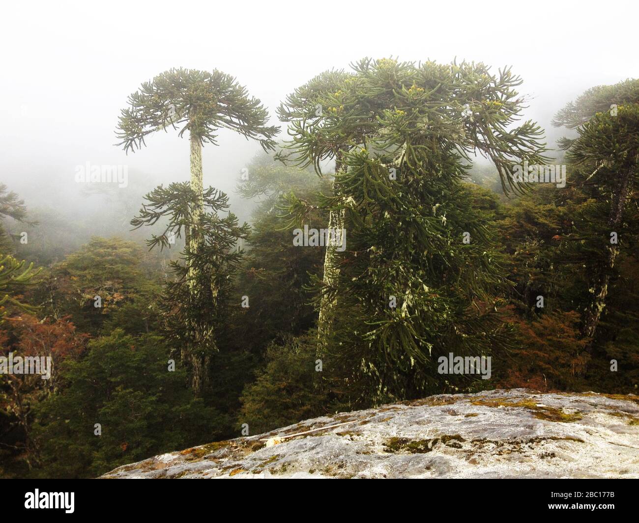 Monkey puzzle tree (Araucaria araucana) native forests at Nahuelbuta ...
