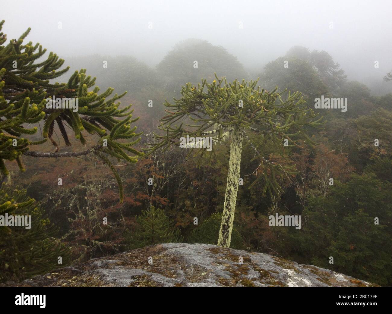 Monkey puzzle tree (Araucaria araucana) native forests at Nahuelbuta ...