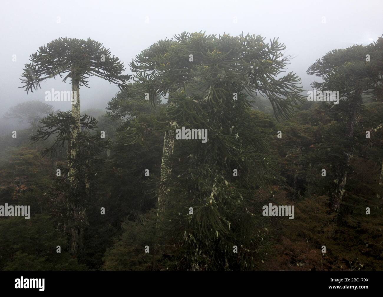 Monkey puzzle tree (Araucaria araucana) native forests at Nahuelbuta ...