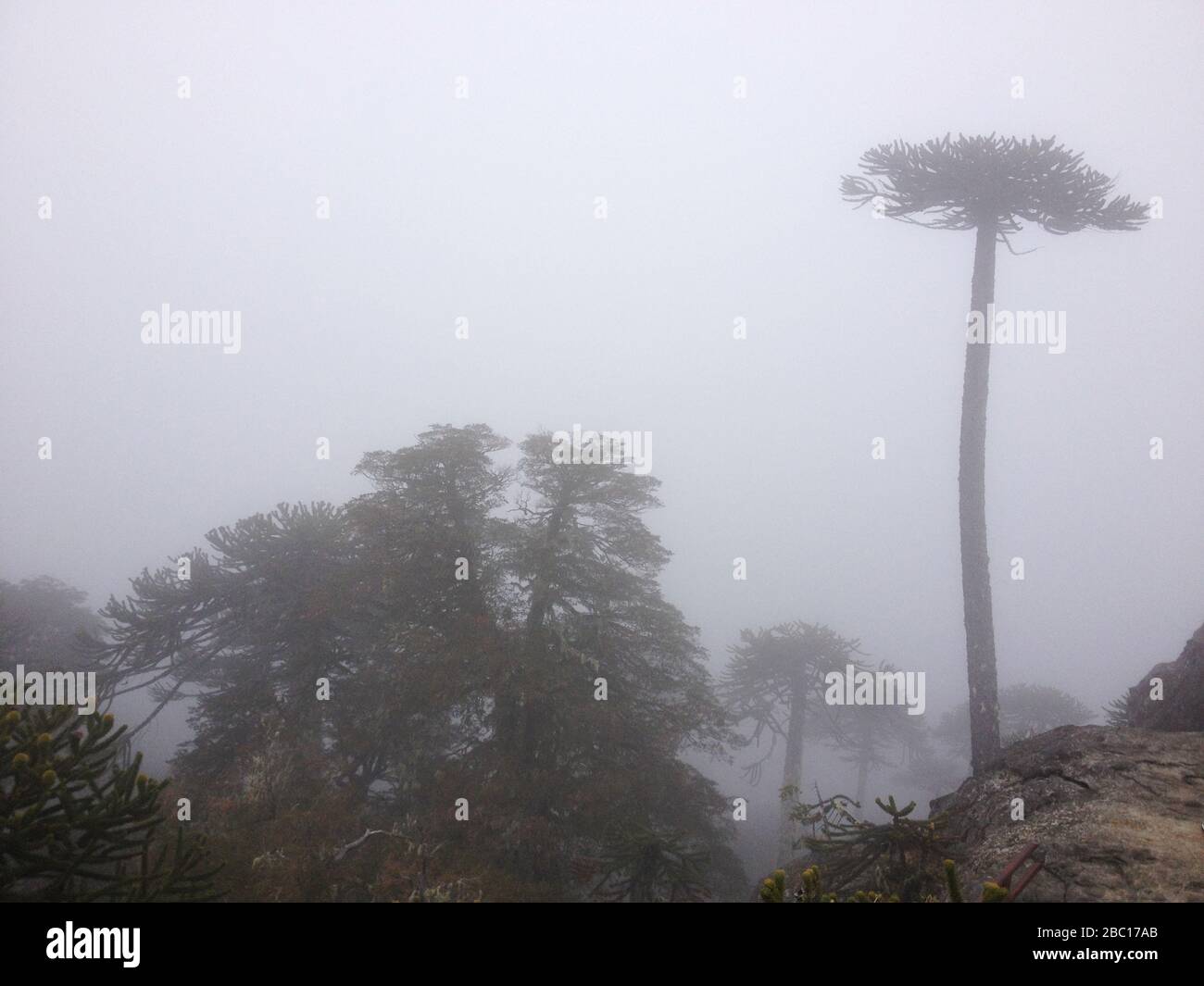 Misty monkey puzzle tree (Araucaria araucana) native forests at ...
