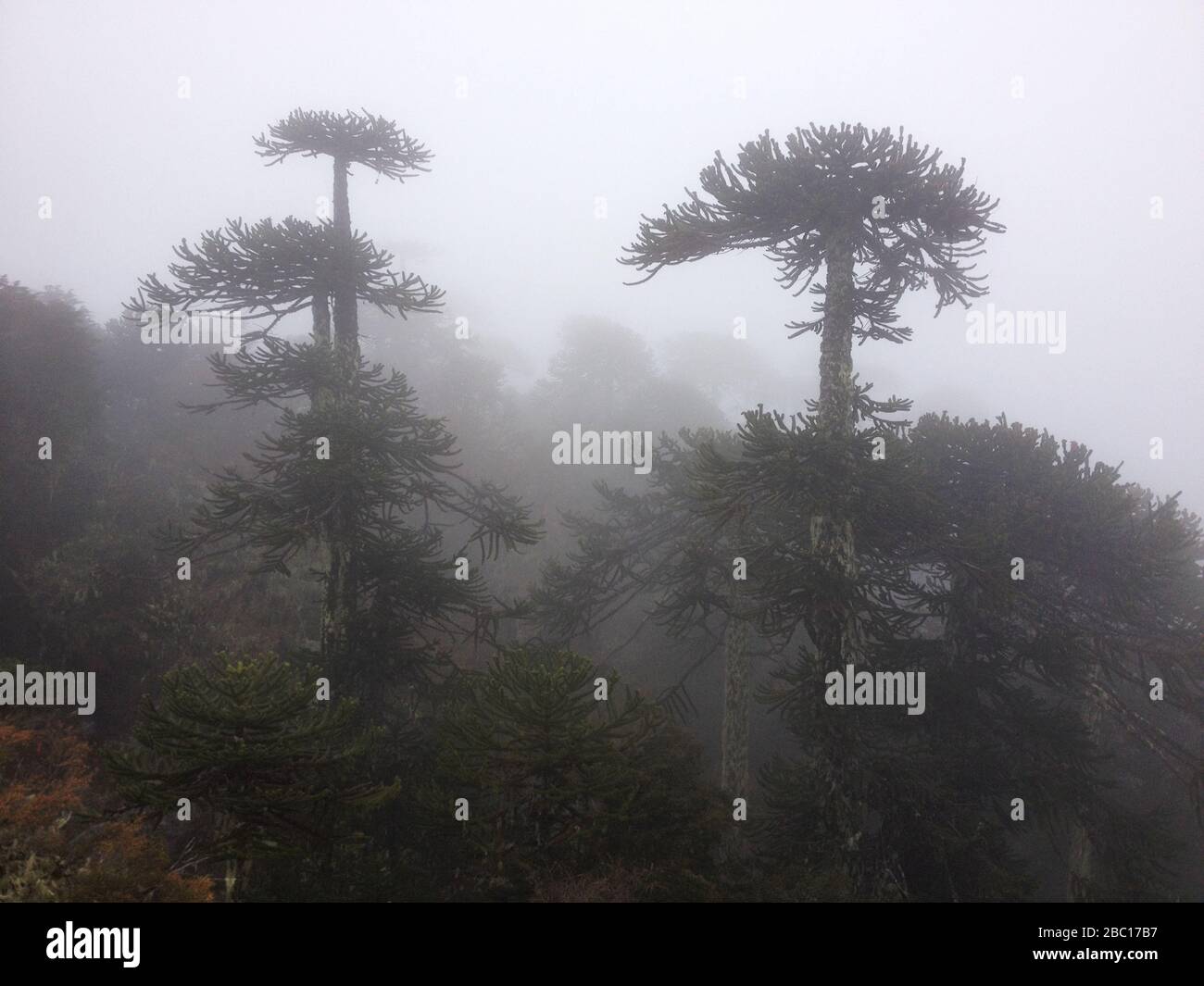 Misty monkey puzzle tree (Araucaria araucana) native forests at ...