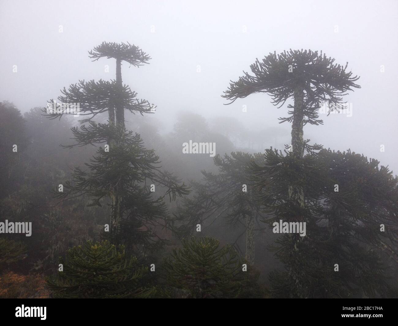 Misty monkey puzzle tree (Araucaria araucana) native forests at ...