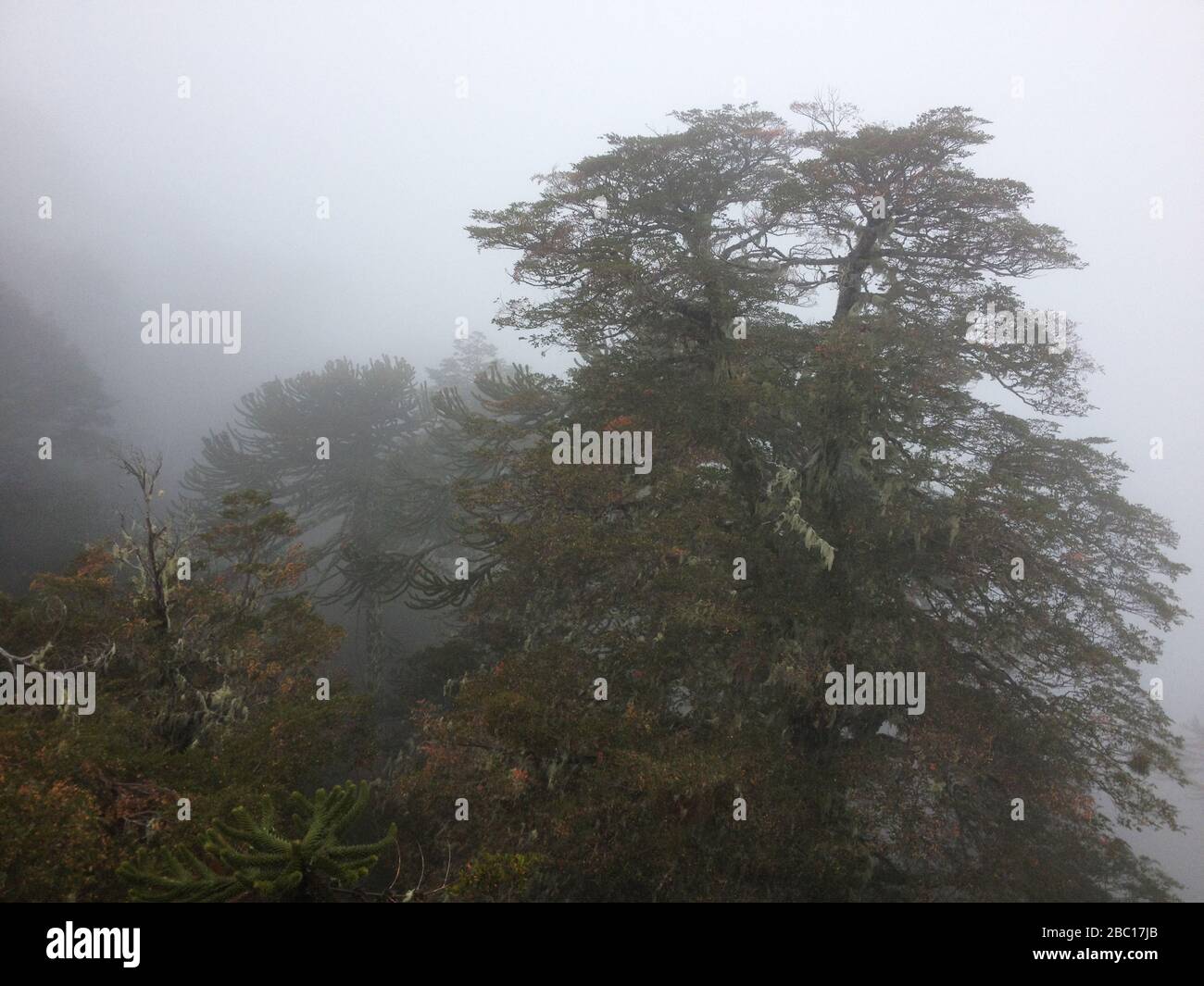 Misty monkey puzzle tree (Araucaria araucana) native forests at ...